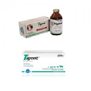 TIGENT-T – Avihol