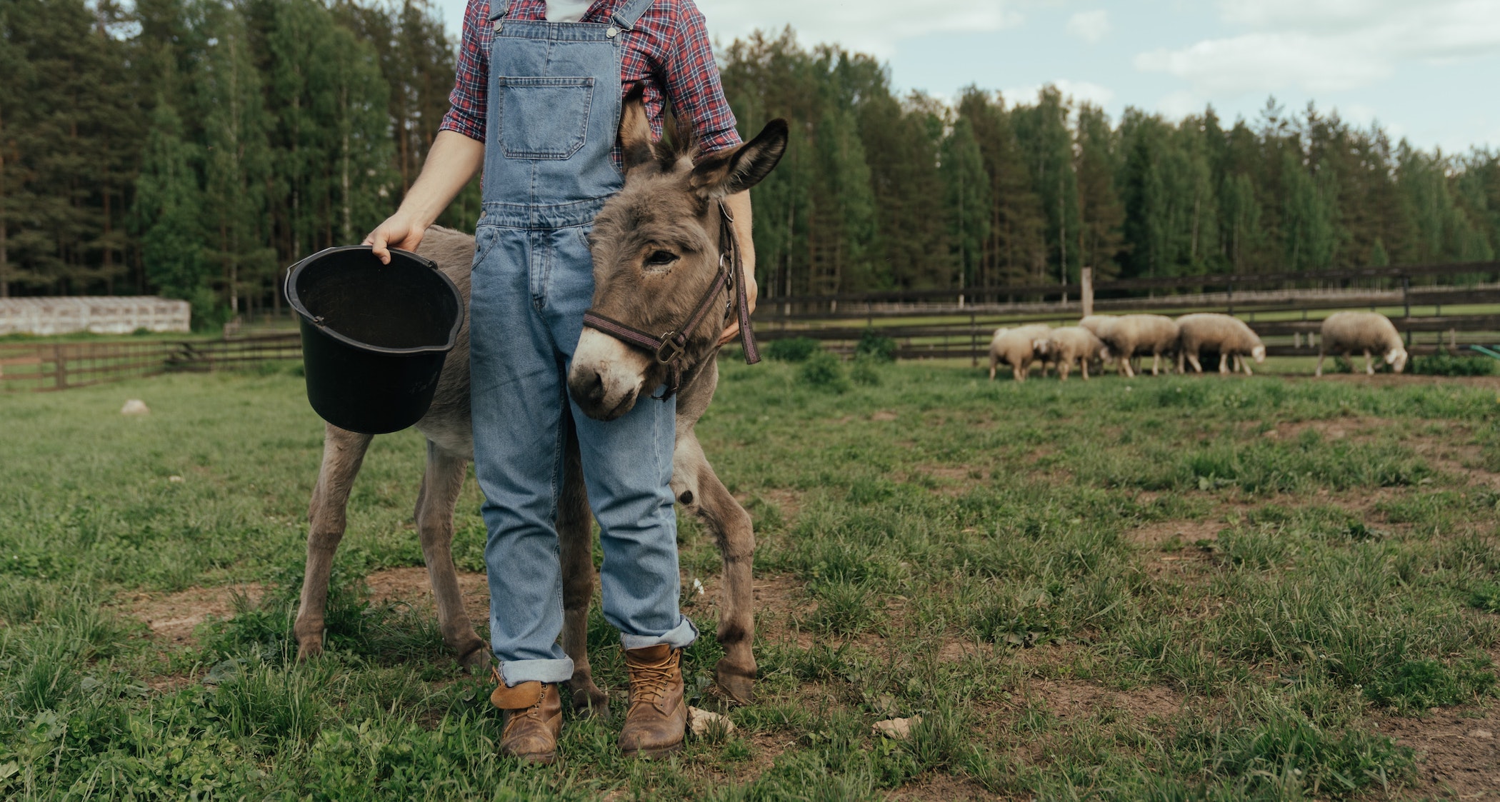 Servicios – Avihol