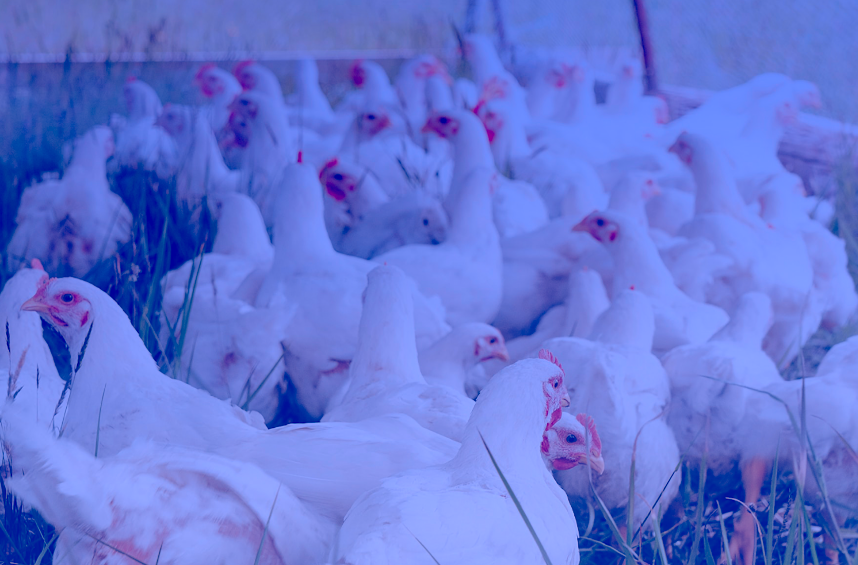 Avihol – Productos Veterinarios